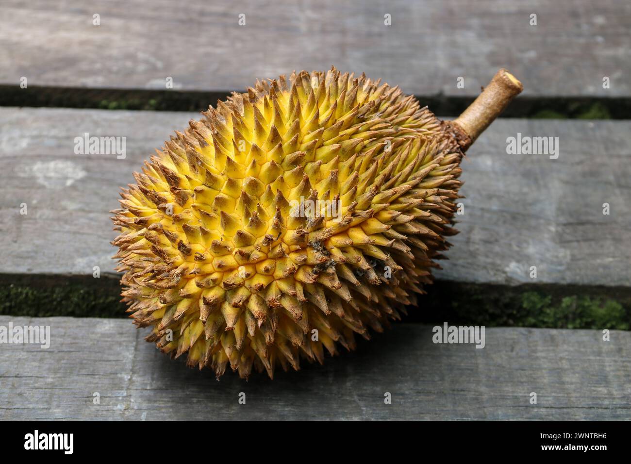 Yellow durian fruit,from Sarawak Borneo Malaysia on an Old Wooden ...