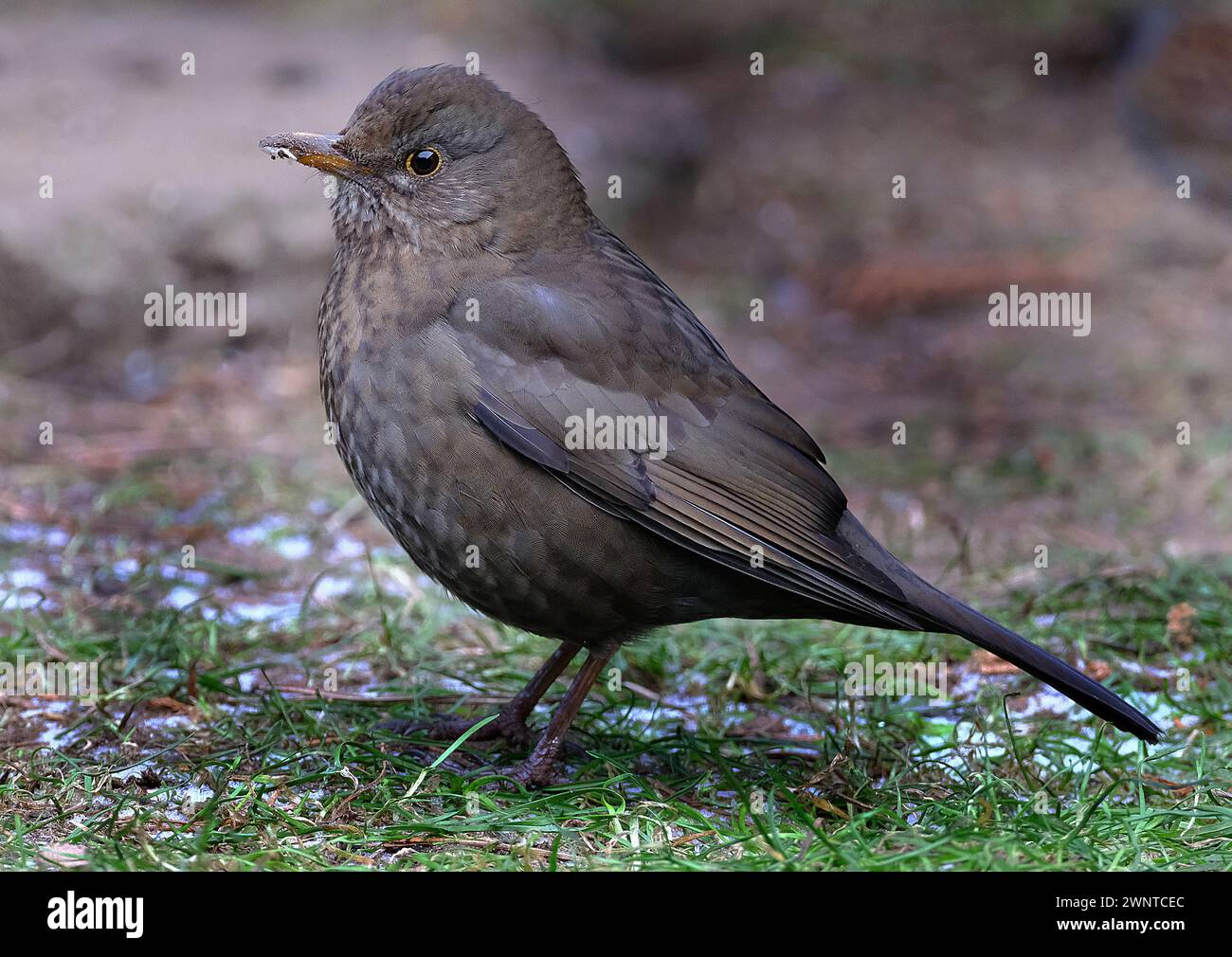 The common blackbird is a species of true thrush. It is also called the ...