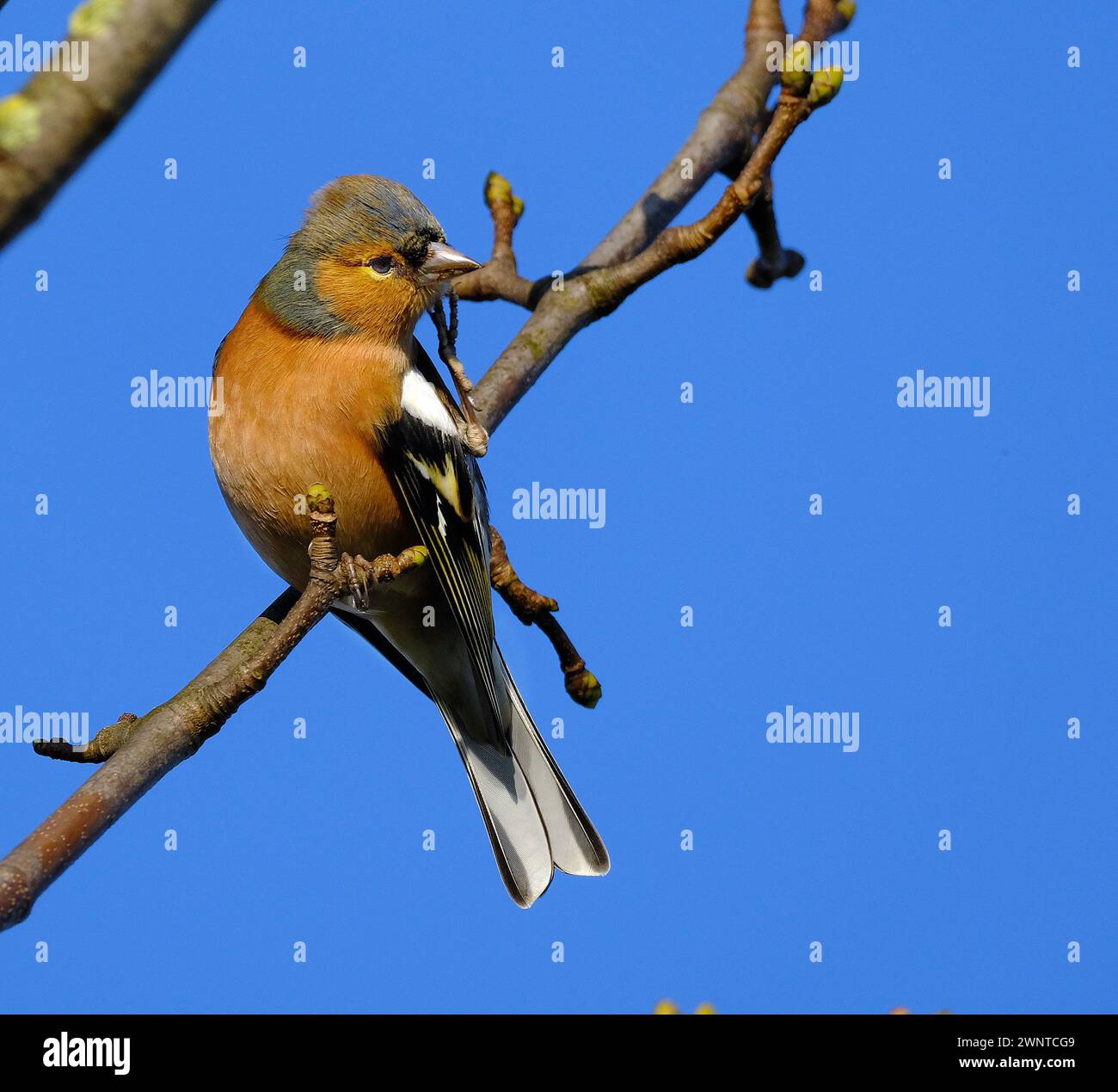 The Eurasian chaffinch, common chaffinch, or simply the chaffinch is a ...
