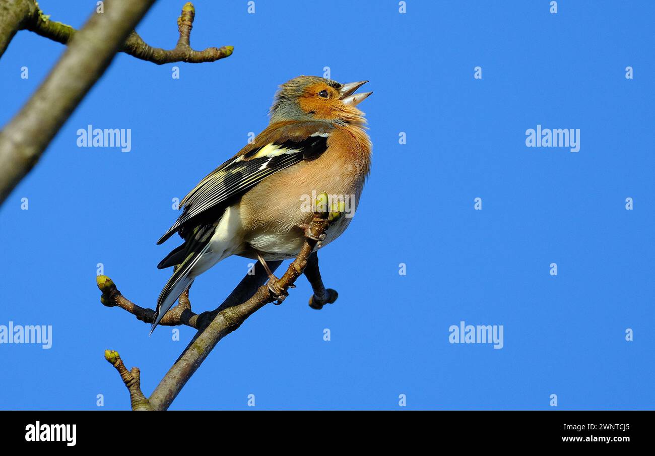 The Eurasian chaffinch, common chaffinch, or simply the chaffinch is a ...