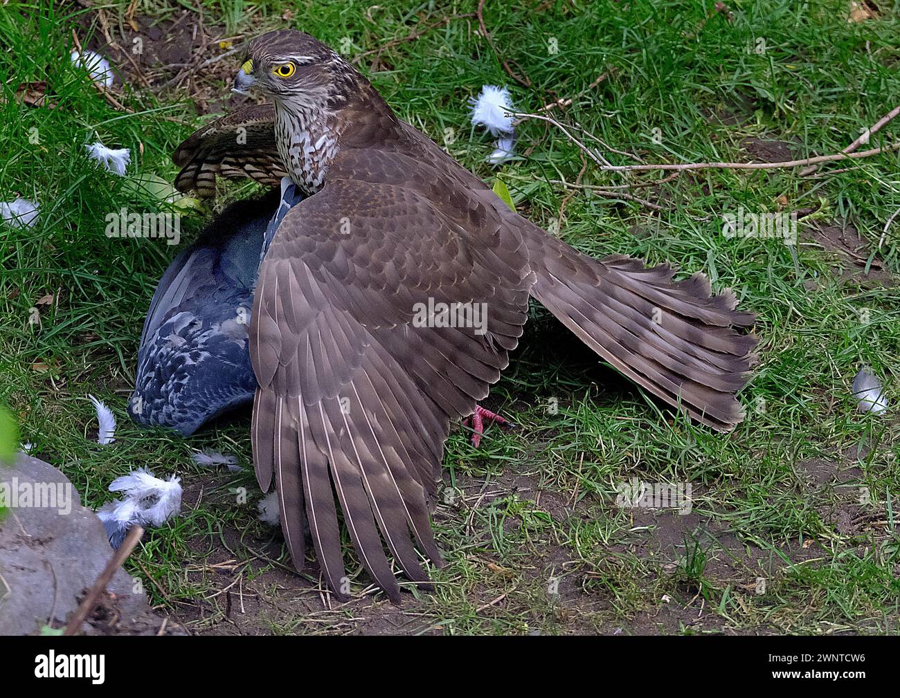 The Eurasian sparrowhawk, also known as the northern sparrowhawk or ...