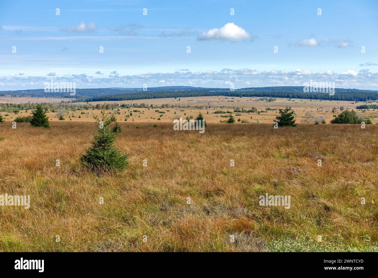 Expansive grassland of the Hautes Fagnes, Belgium, with scattered ...