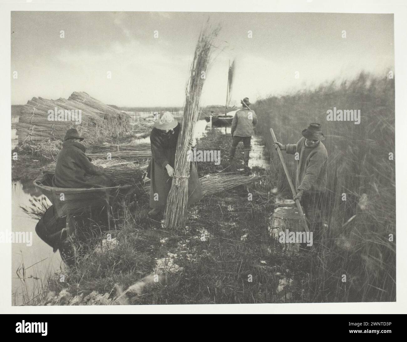 The album "life and landscape on the norfolk broads" During the Reed ...