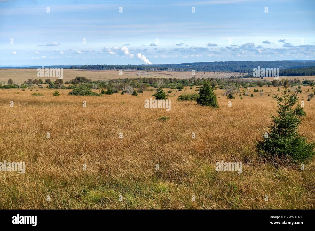 Expansive grassland of the Hautes Fagnes, Belgium, with scattered ...