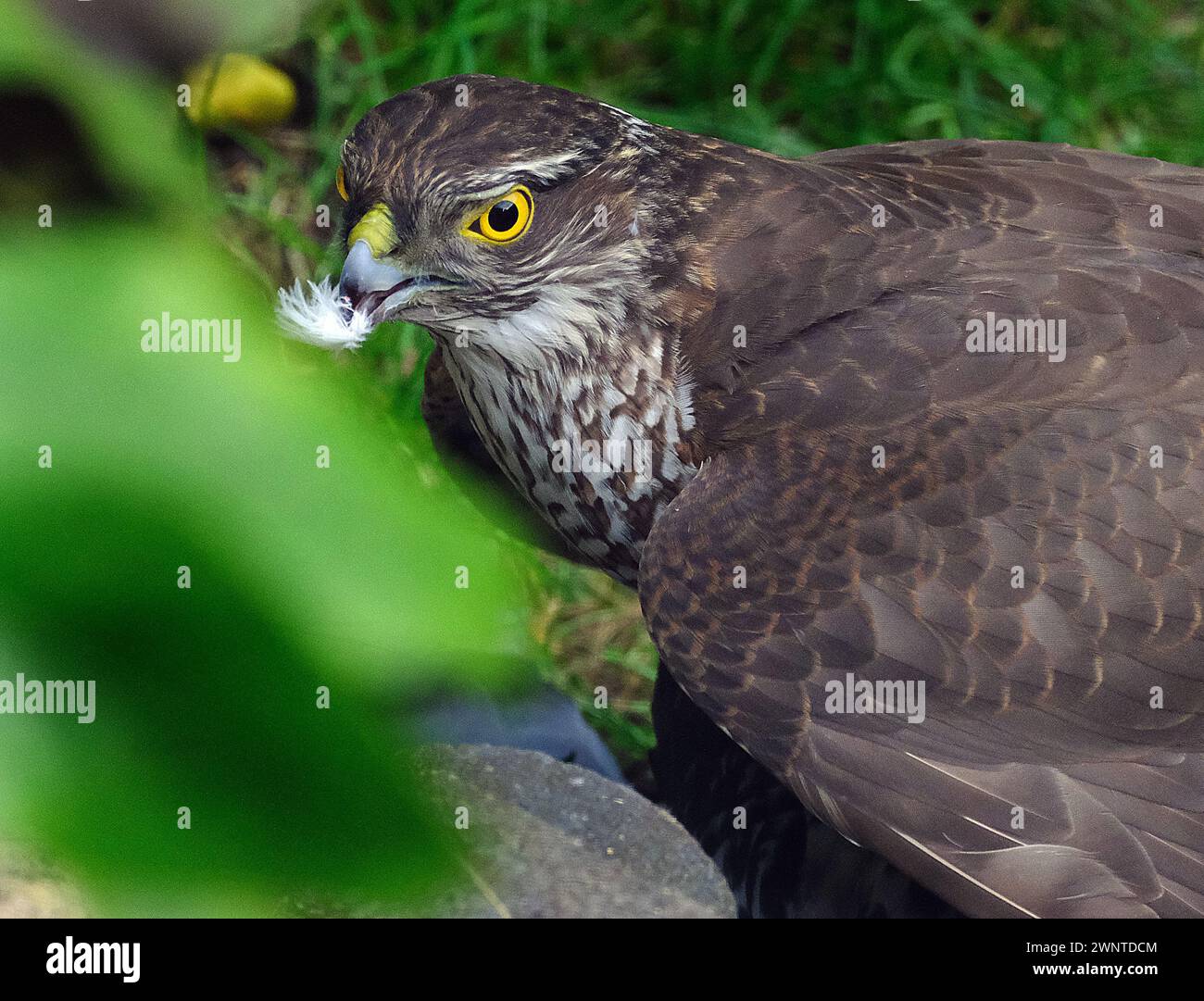 The Eurasian sparrowhawk, also known as the northern sparrowhawk or ...