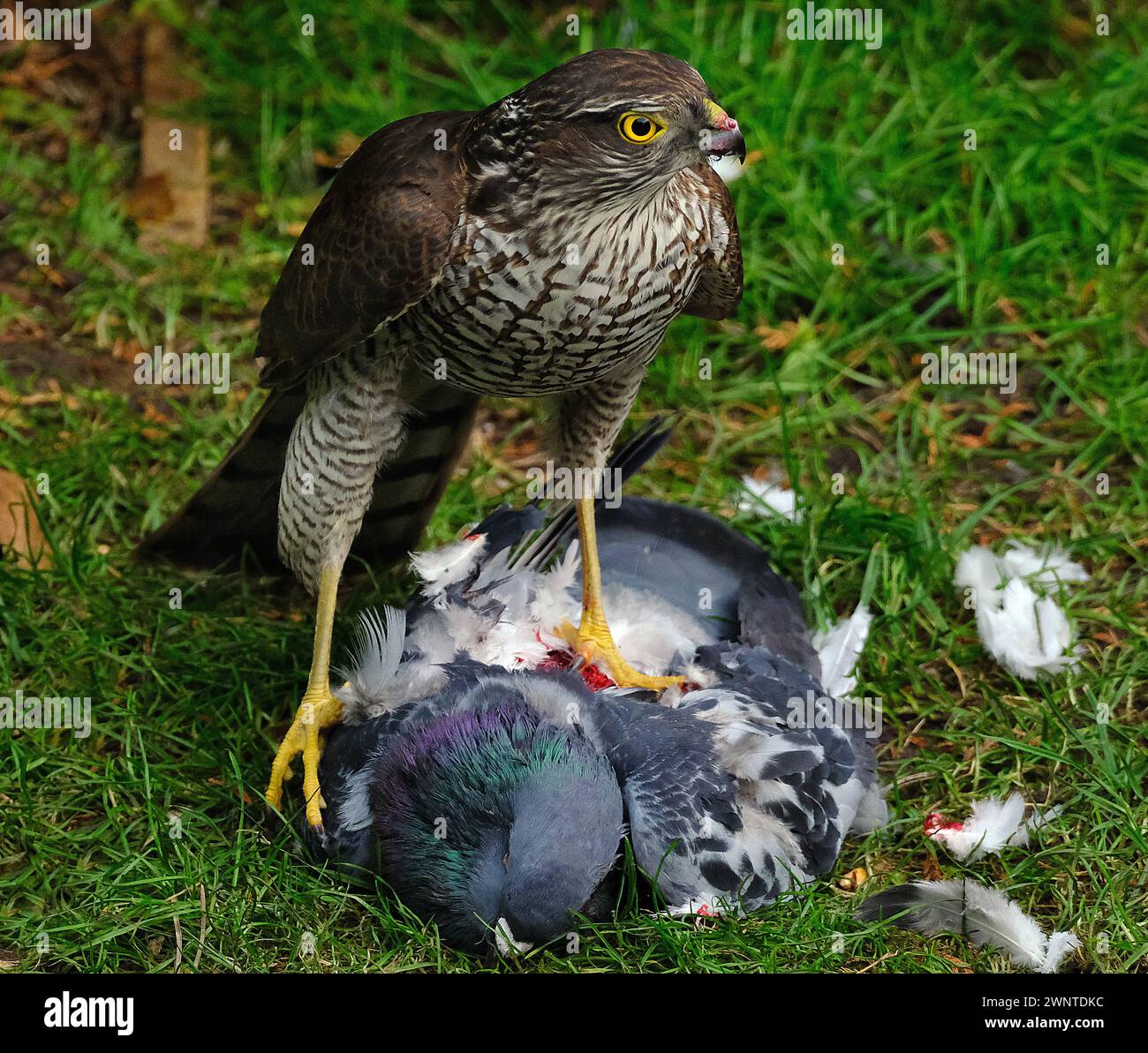 The Eurasian sparrowhawk, also known as the northern sparrowhawk or ...