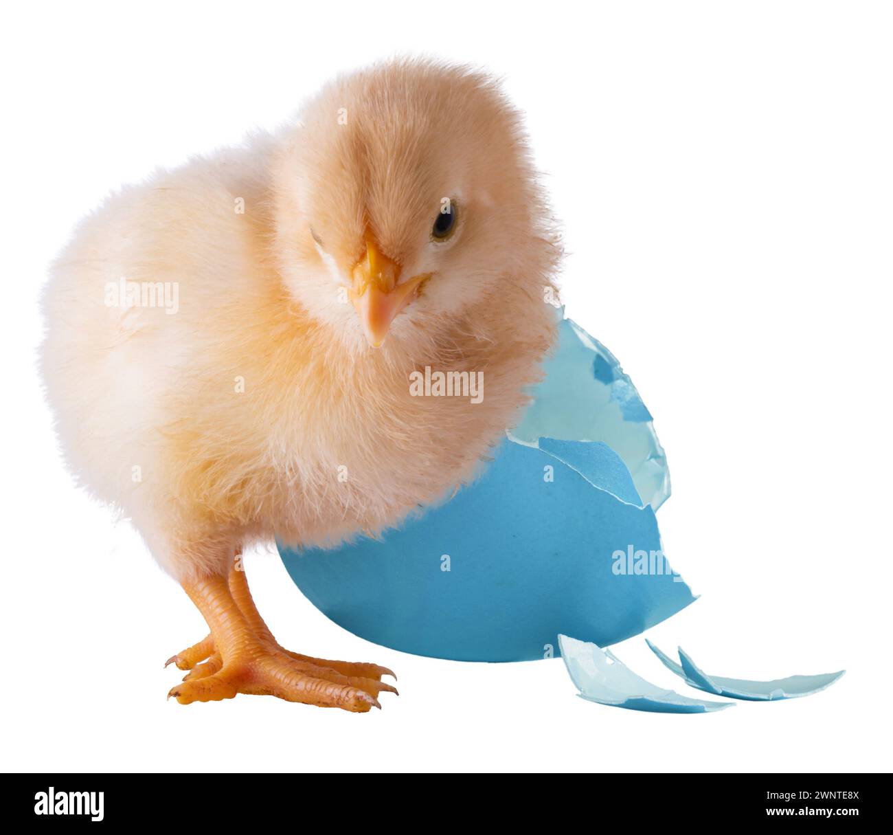 Blue eggs broken behind a young buff Orpington chicken chick isolated ...