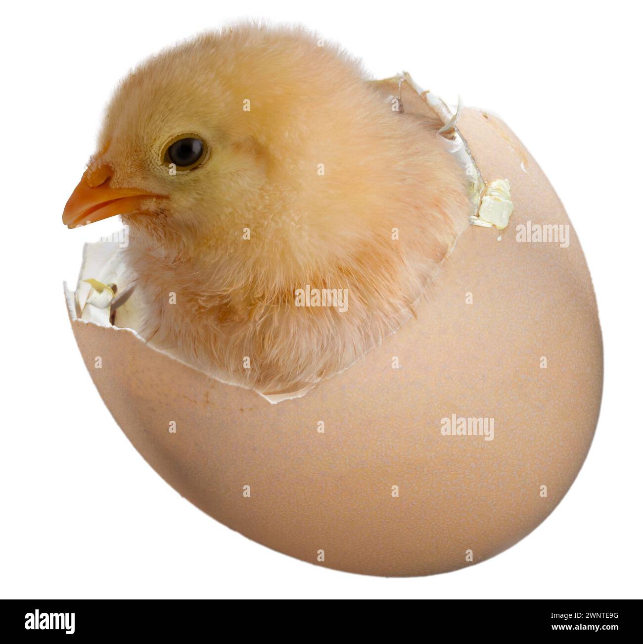 Buff Orpington chicken chick that is bright gold just coming out of an ...