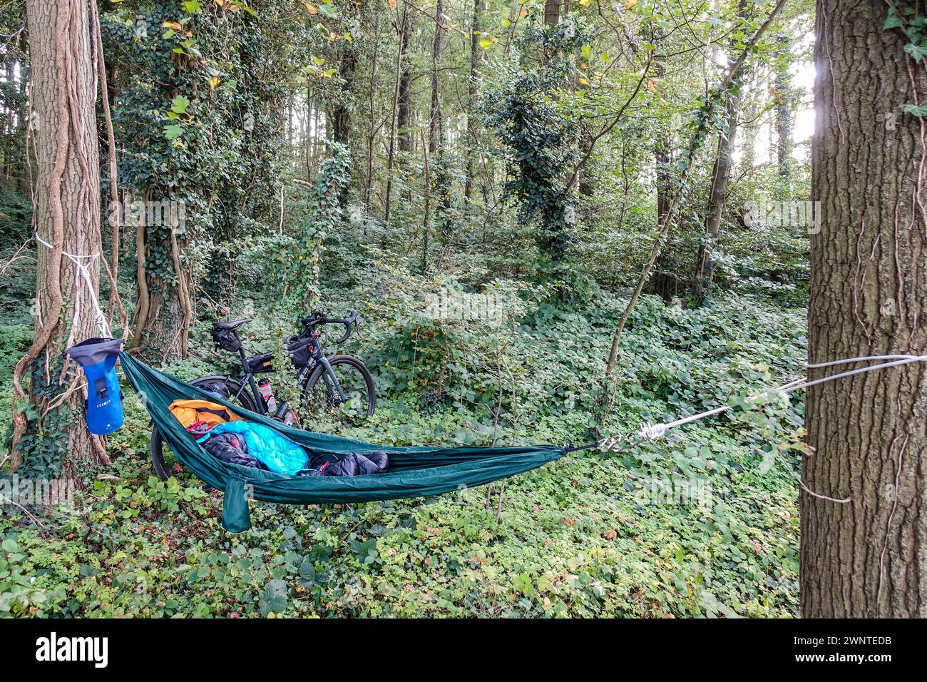 Cycling and camping gear in a forest setup with a hammock tied between ...