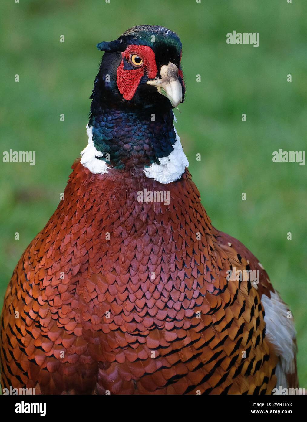 Pheasants are birds of several genera within the family Phasianidae in ...