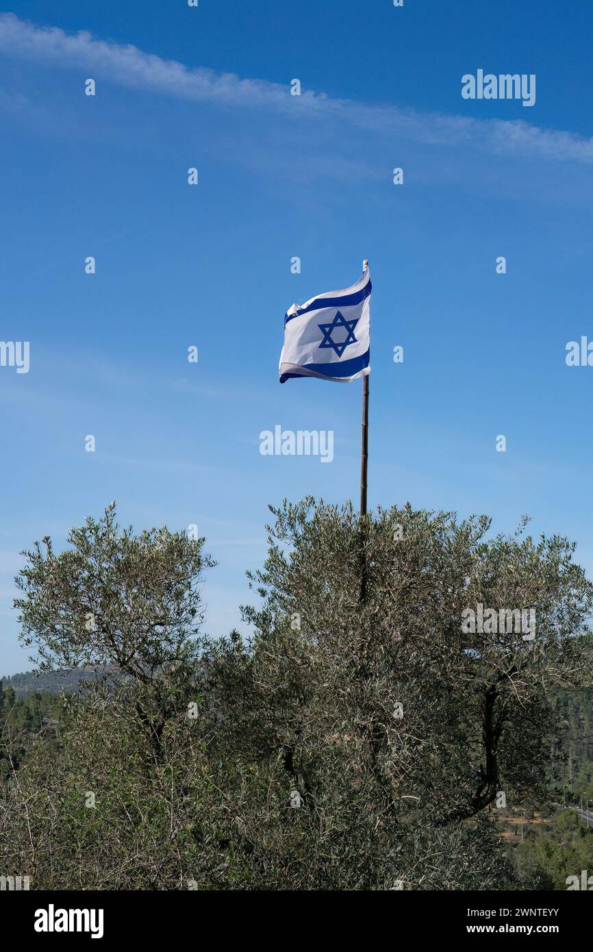 An Israeli flag raised on an olive tree in the Judea mountains, near ...