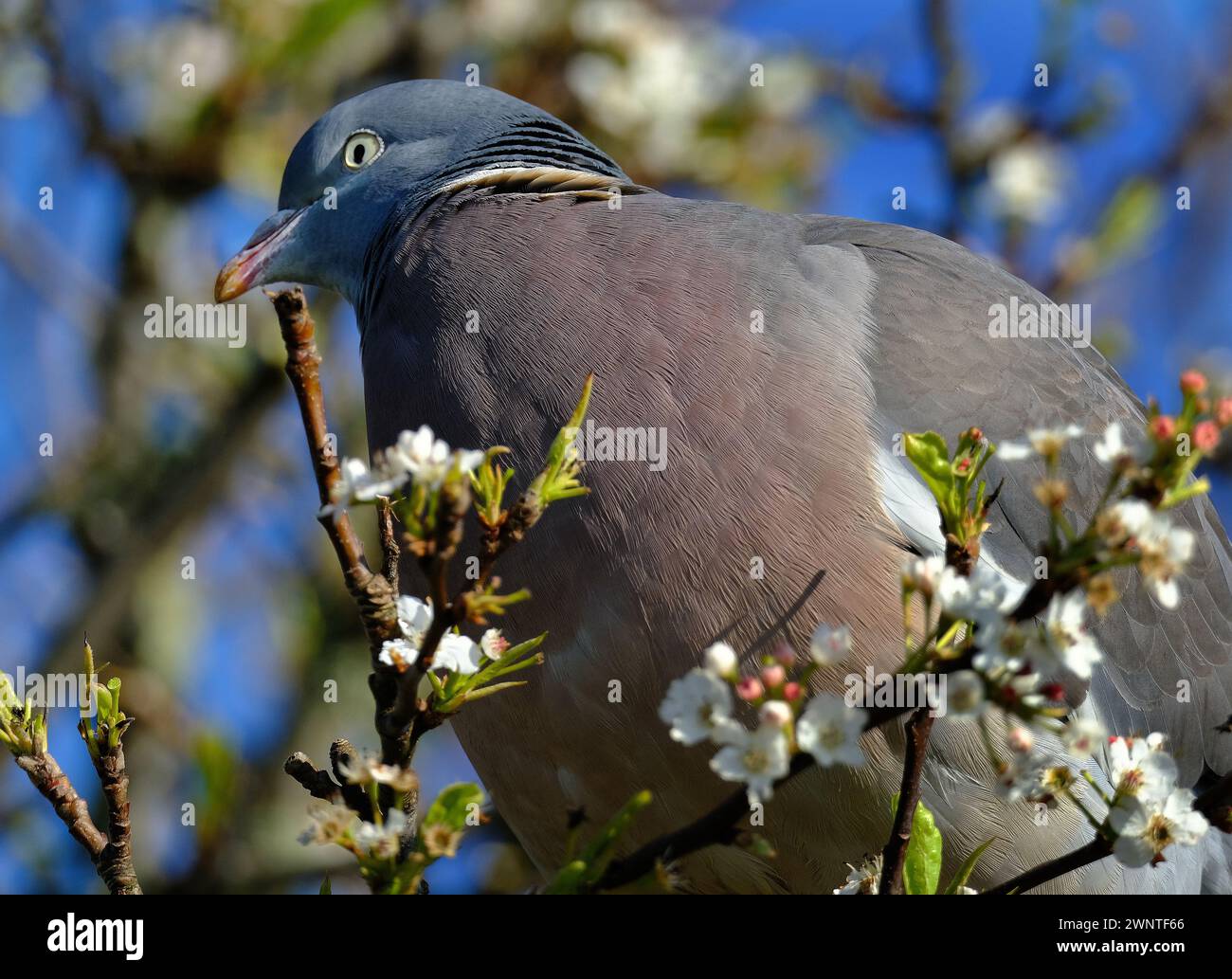 The common wood pigeon, also known as simply wood pigeon, is a large ...