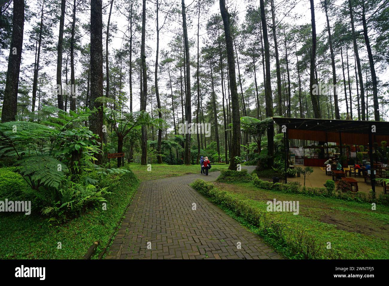 Cikole forest hi-res stock photography and images - Alamy