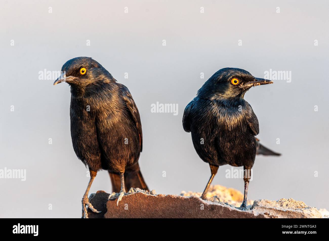 Two pale-winged starlings - Onychognathus nabouroup- in Namibia Stock ...