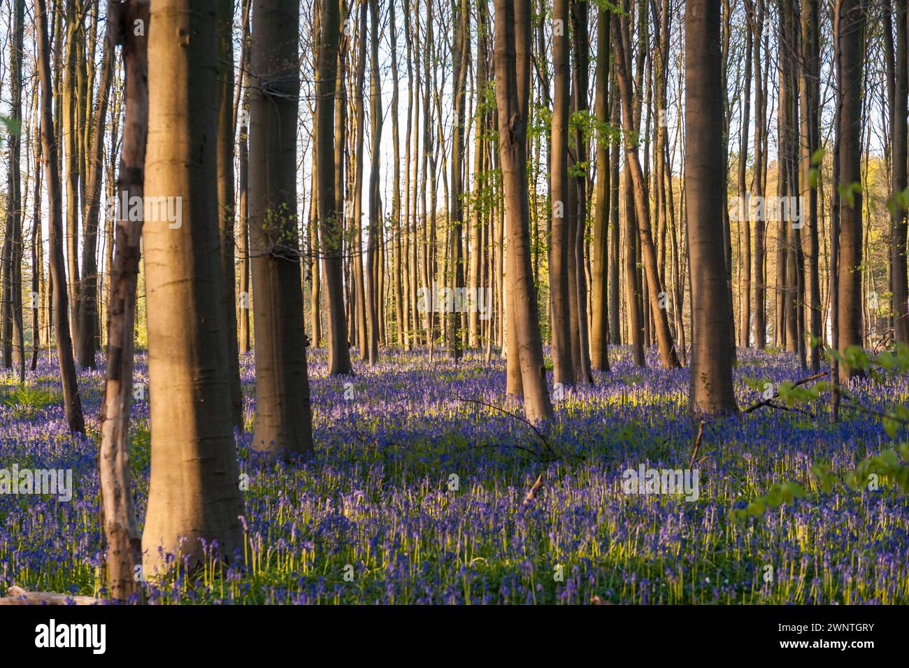 The rising sun illumingating a flowerbed of bluebells in the Hallerbos ...