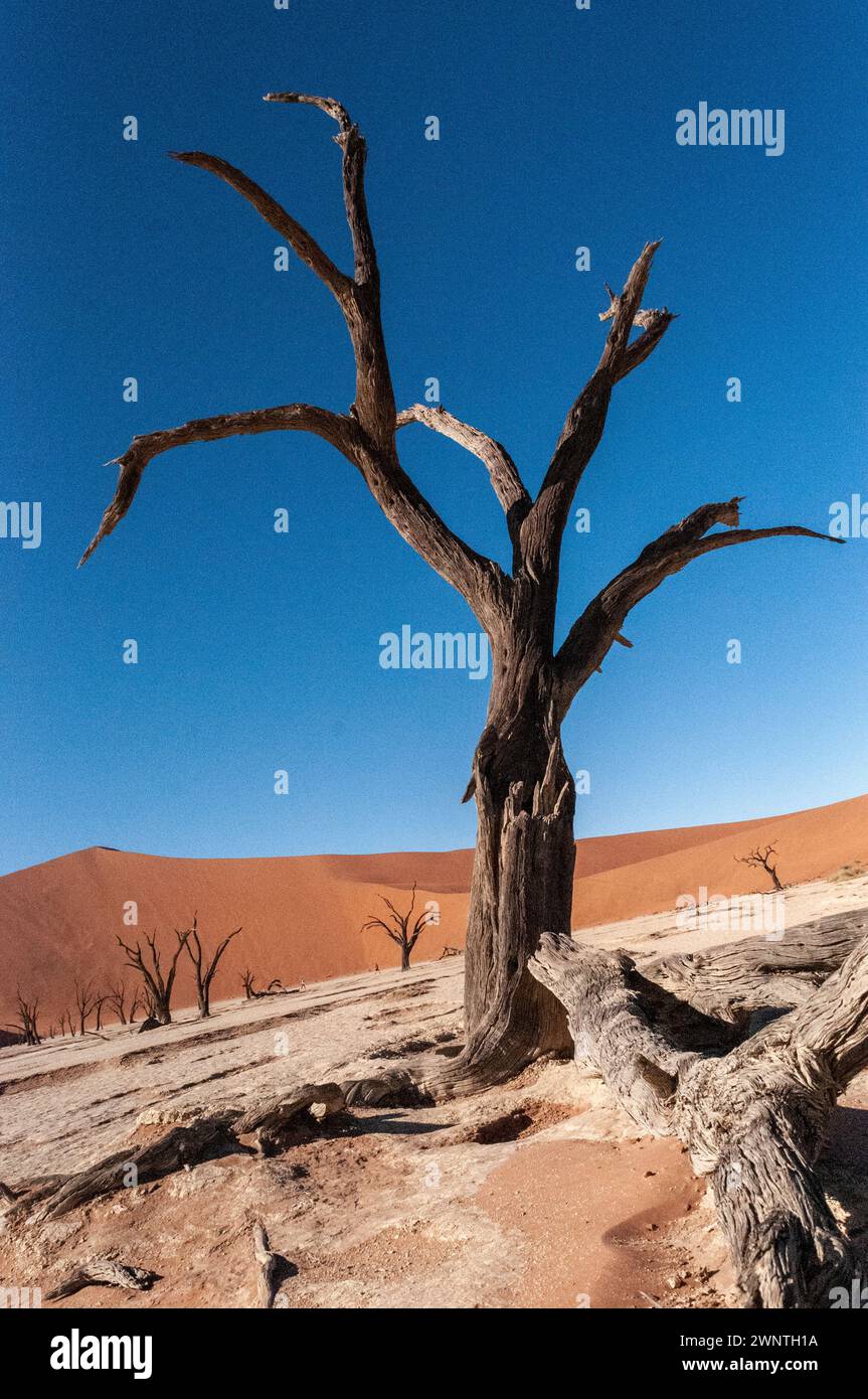 Landscape shot of the iconic dead trees of the Namibian deadvlei area ...