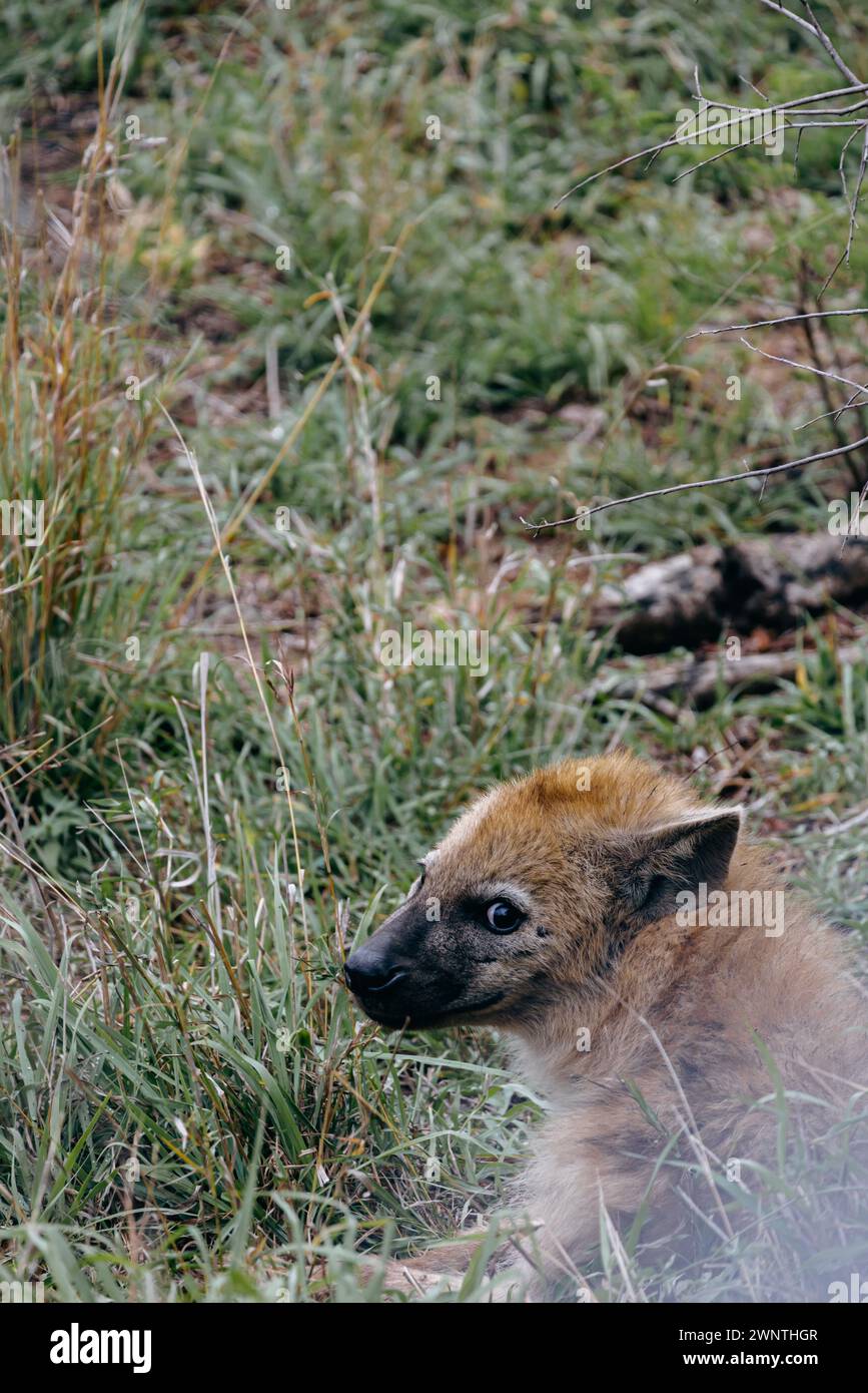 Kruger National Park safari, Close up portrait smiled spotted hyena ...