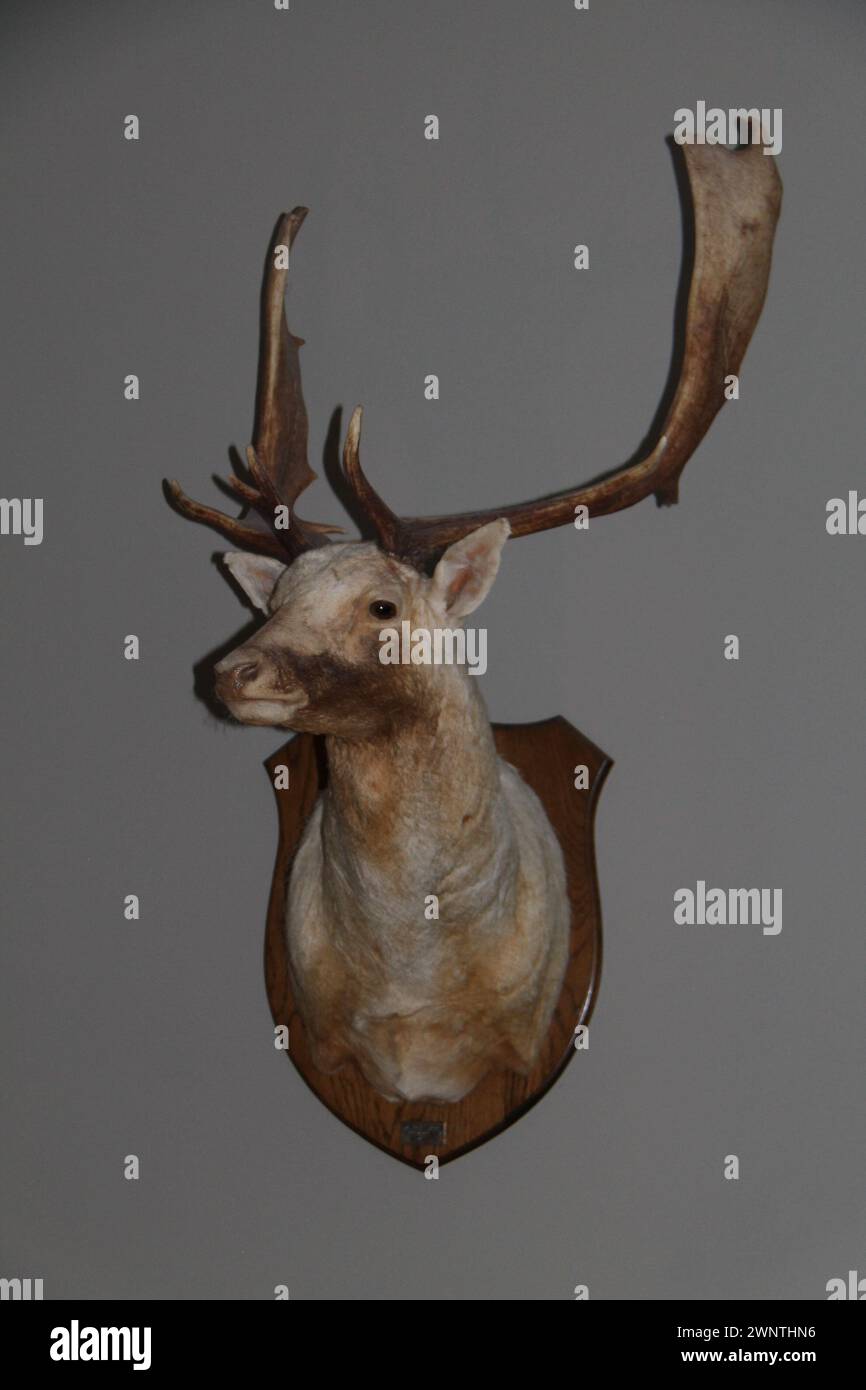 The Mounted Head of a Deer with Large Antlers Stock Photo - Alamy