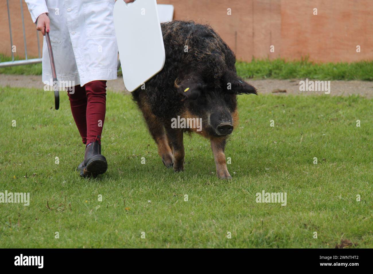 Curly haired pig hi-res stock photography and images - Alamy