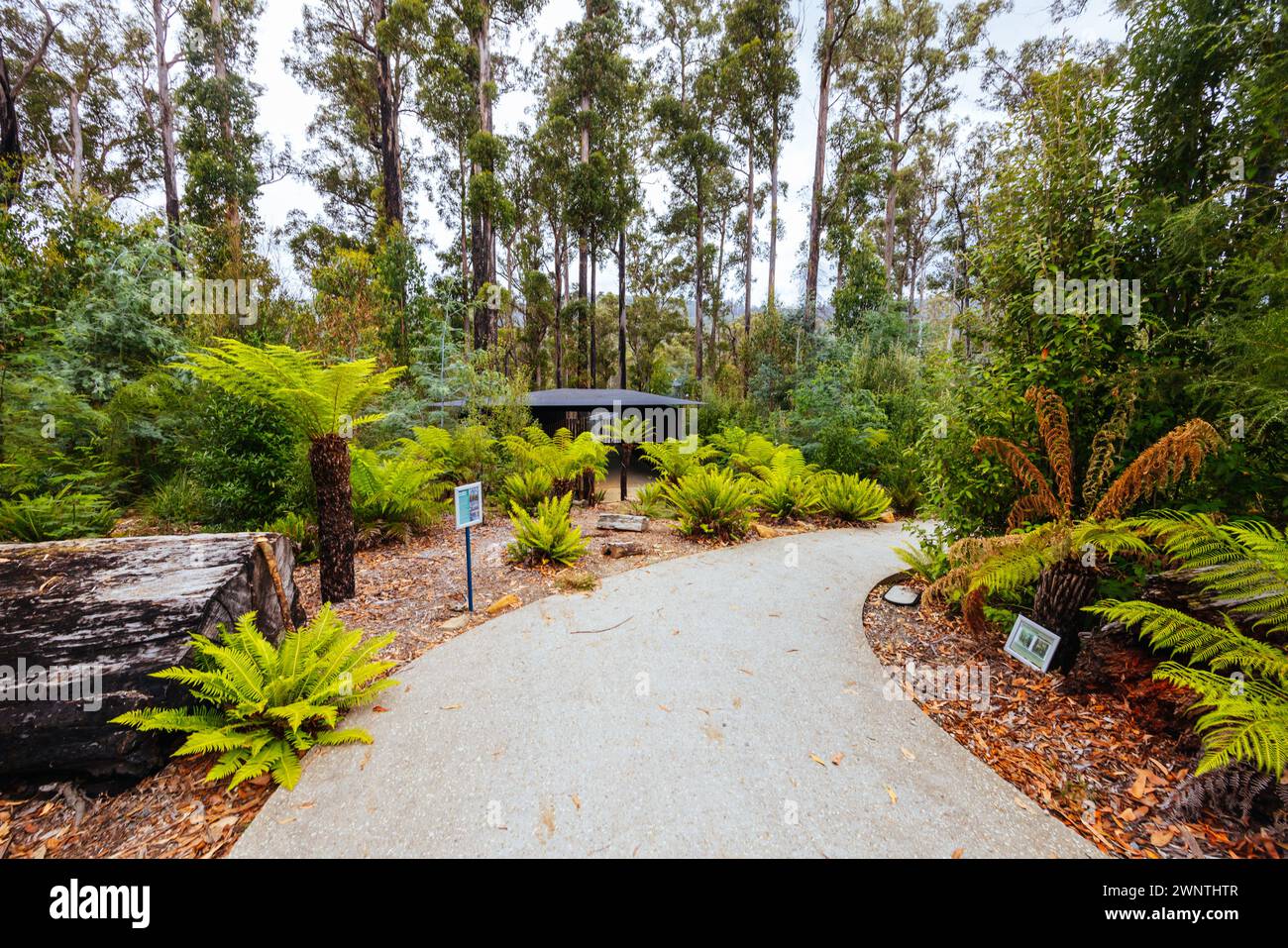 Tahune Airwalk landscape around the Huon River on a cloudy summer's day ...