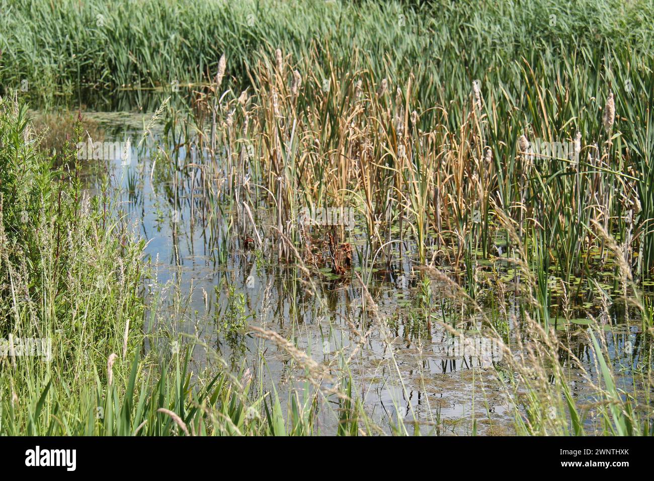 Mix of grasses hi-res stock photography and images - Alamy