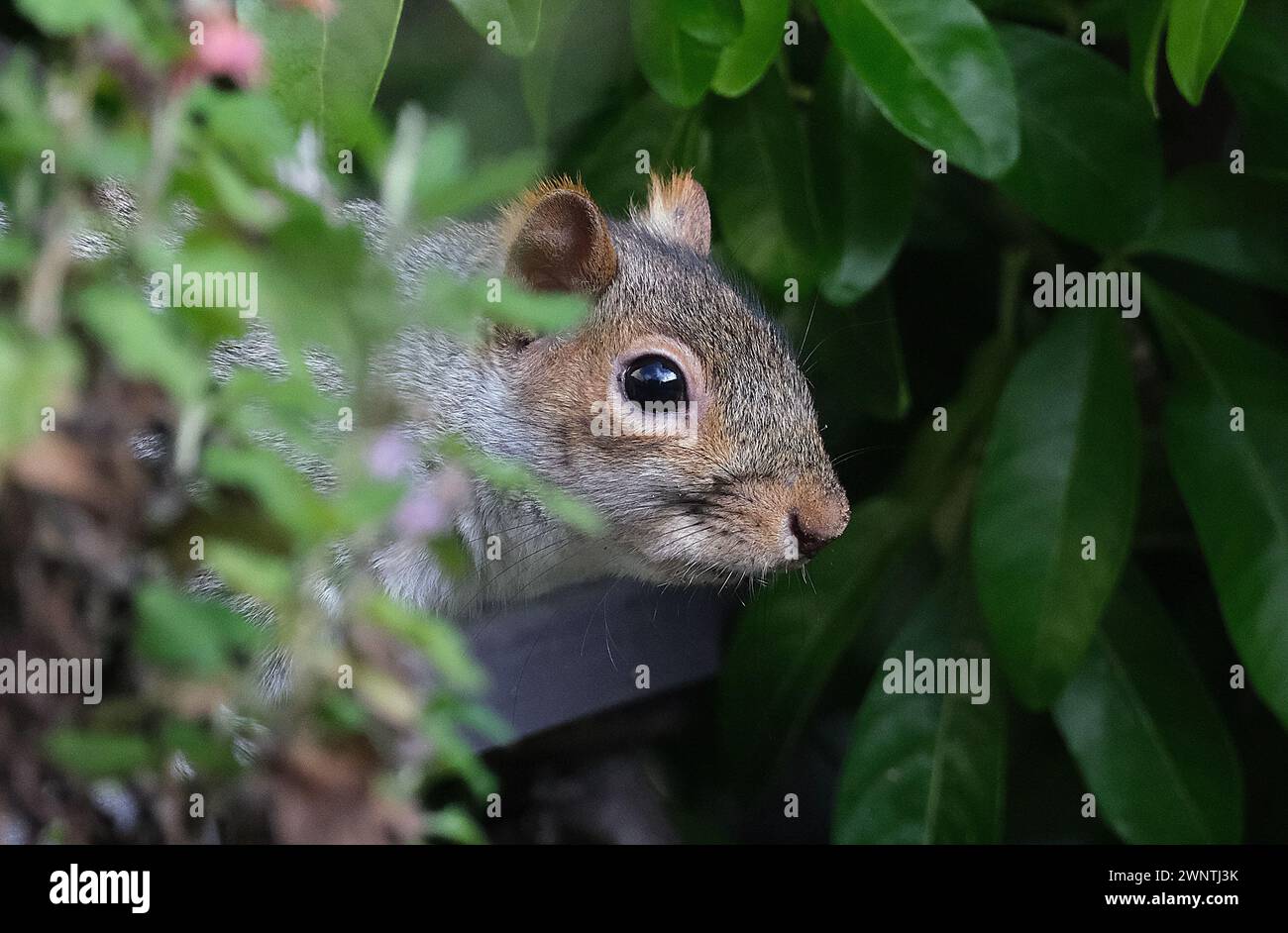 The eastern gray squirrel, also known, particularly outside of North ...