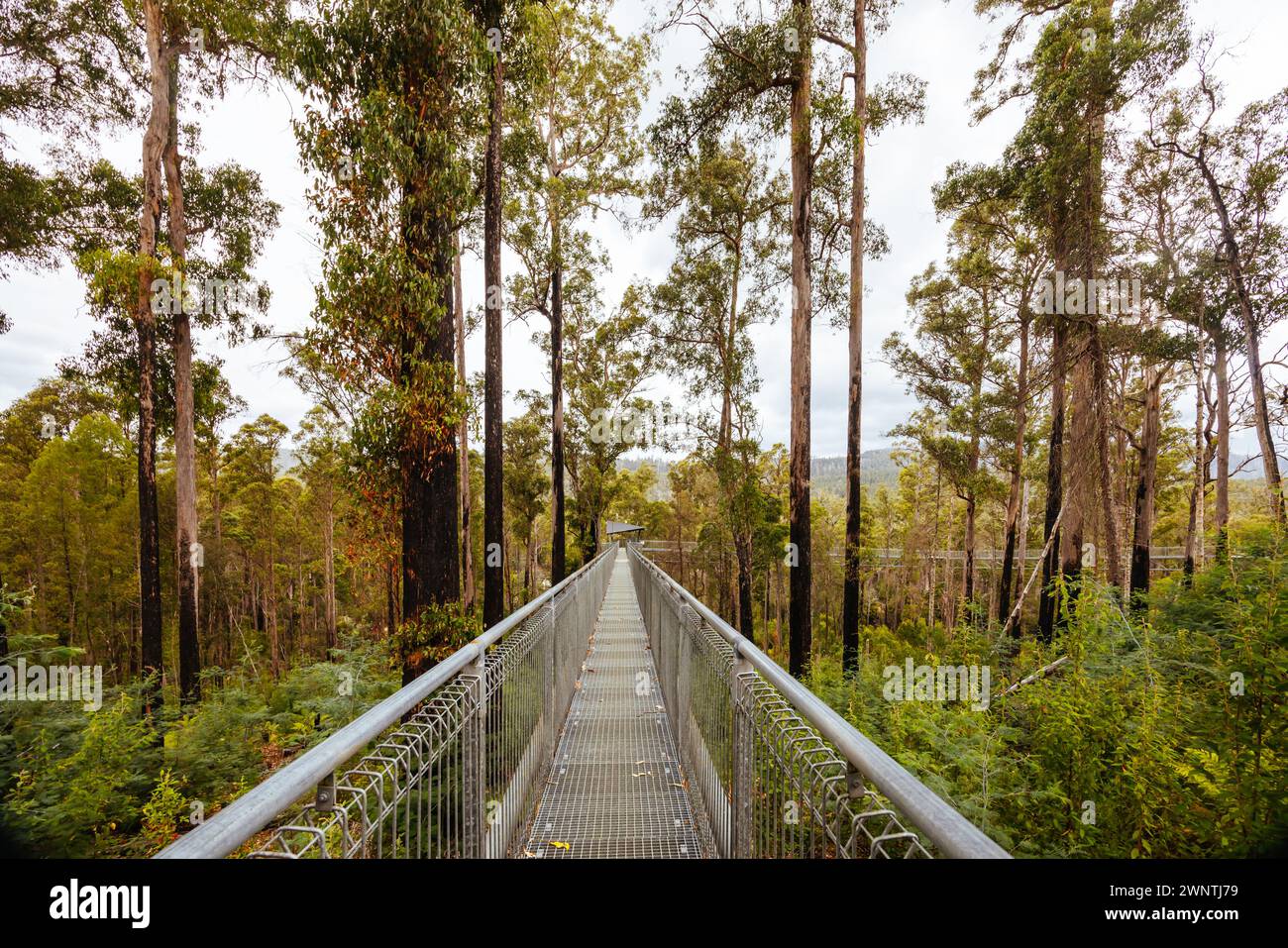 Tahune Airwalk landscape around the Huon River on a cloudy summer's day ...