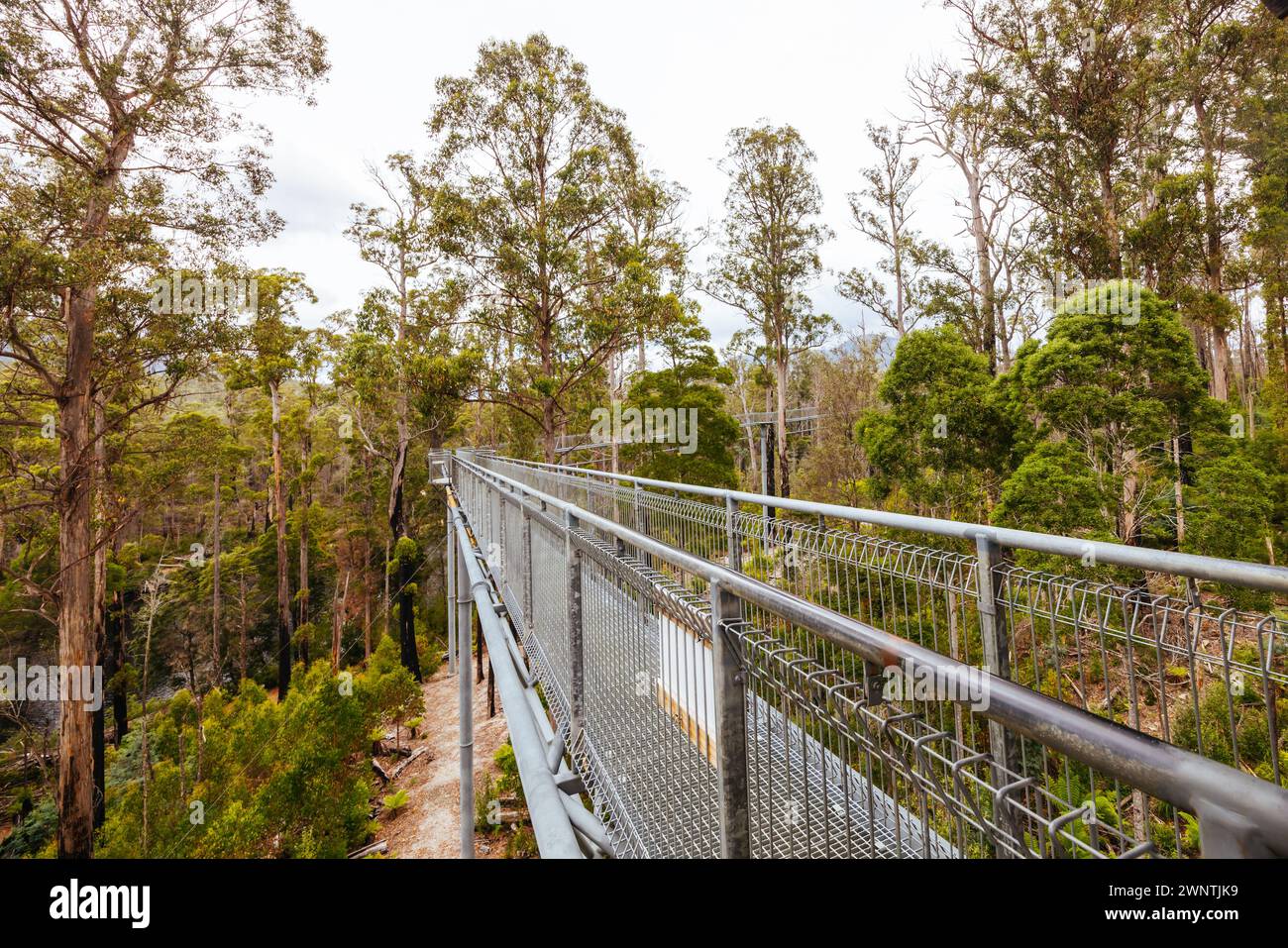 Tahune Airwalk landscape around the Huon River on a cloudy summer's day ...