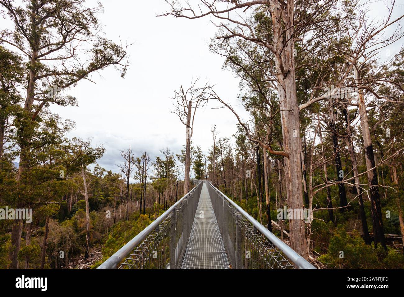 Tahune Airwalk landscape around the Huon River on a cloudy summer's day ...