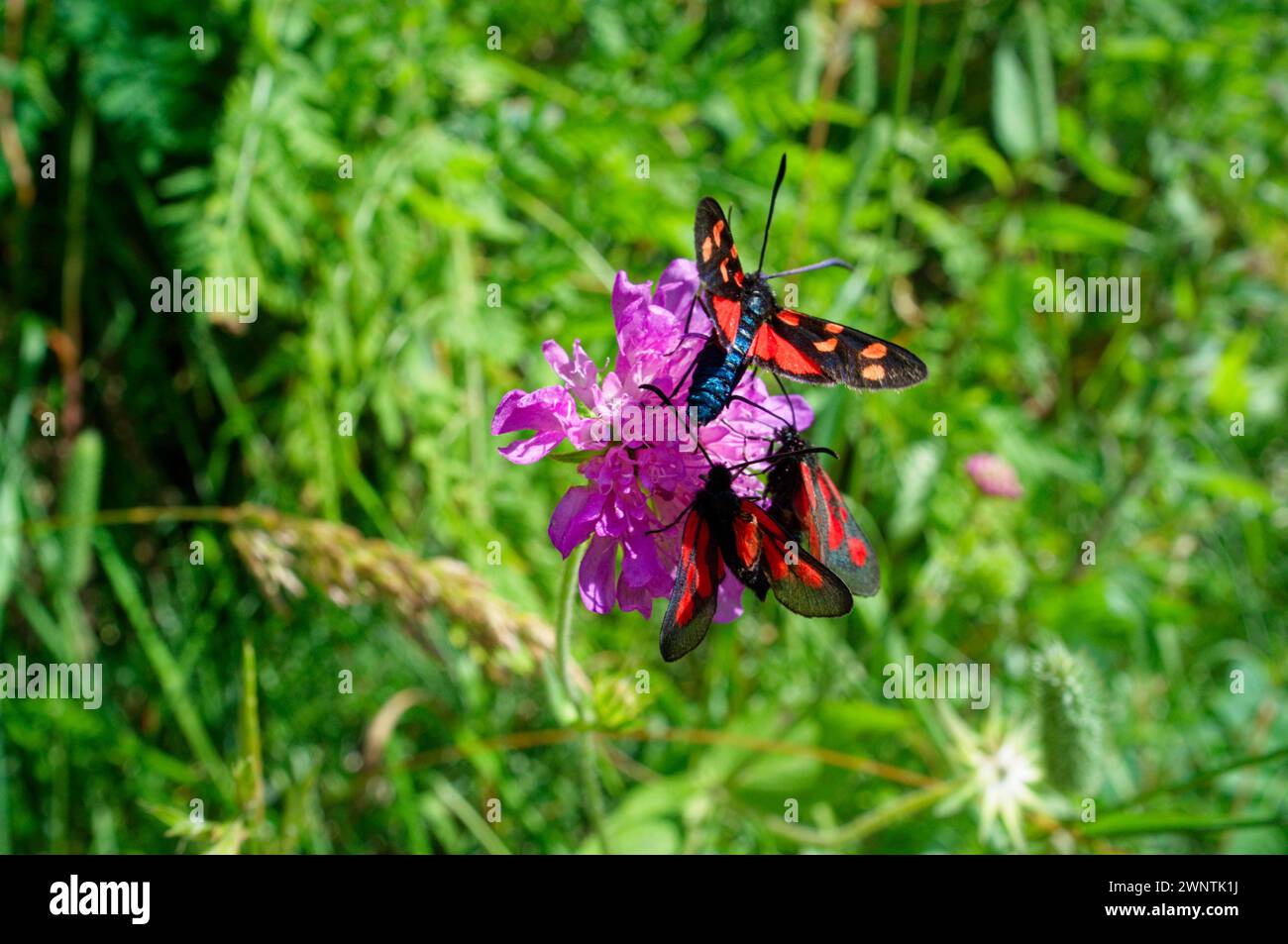 Wing coloration of butterflies hi-res stock photography and images - Alamy