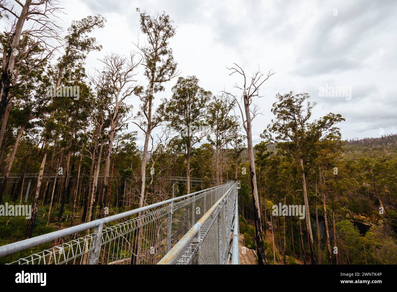 Tahune Airwalk landscape around the Huon River on a cloudy summer's day ...