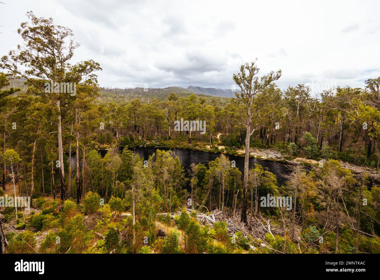 Tahune Airwalk landscape around the Huon River on a cloudy summer's day ...