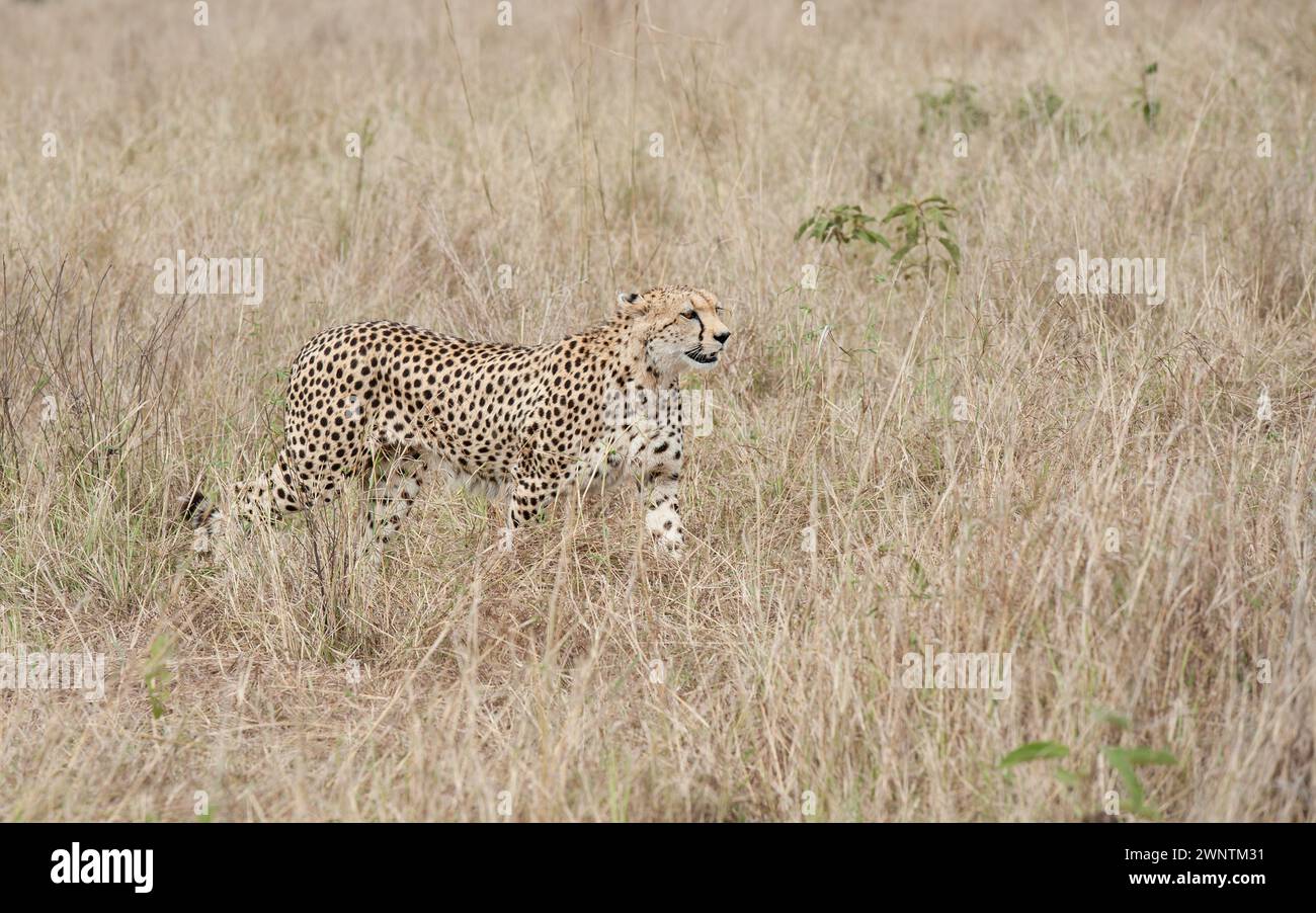 Cheetah in the savannah of Africa Stock Photo - Alamy