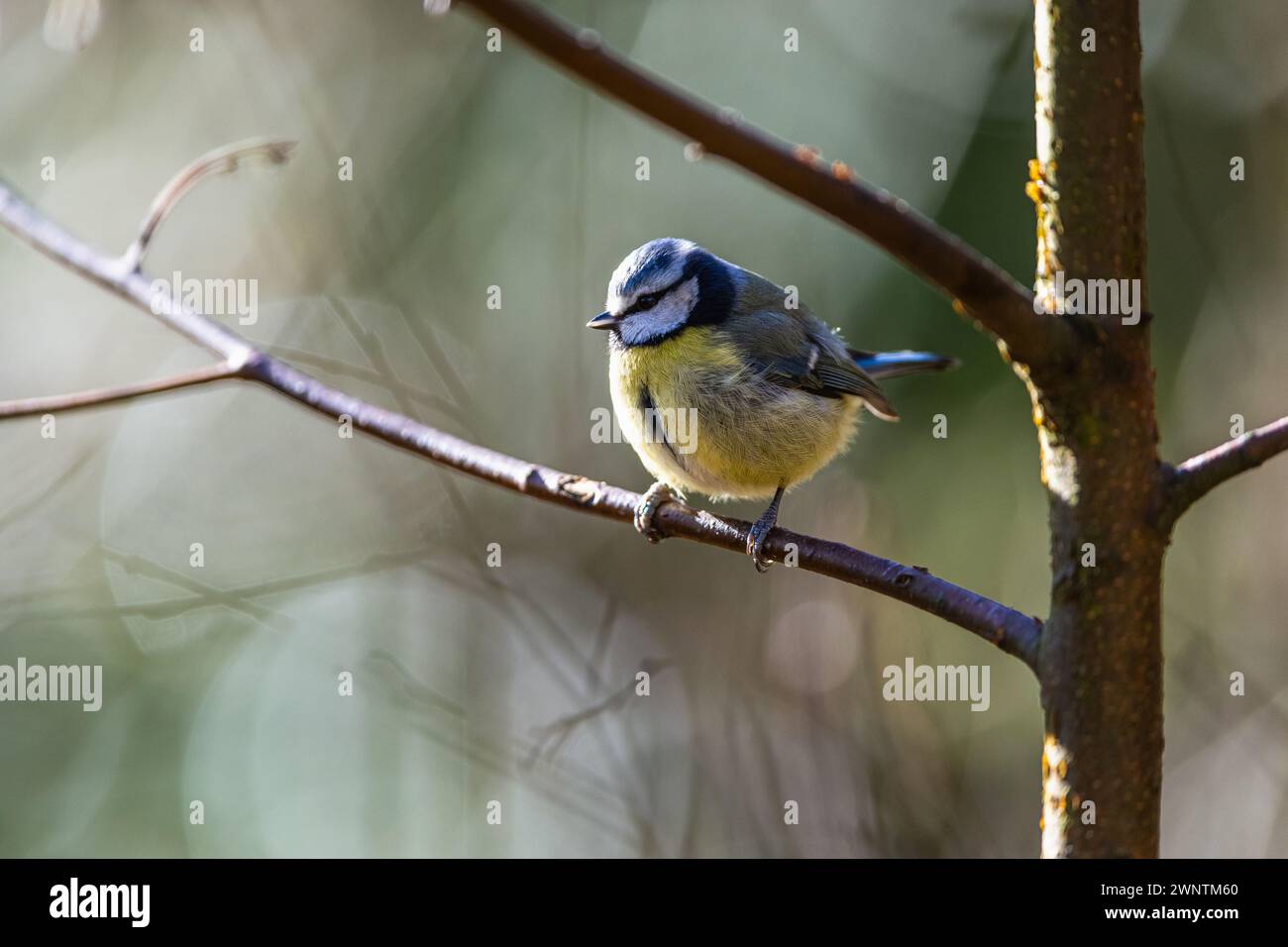 Blue Tit, Cyanistes Caeruleus, bird in forest at winter time Stock ...