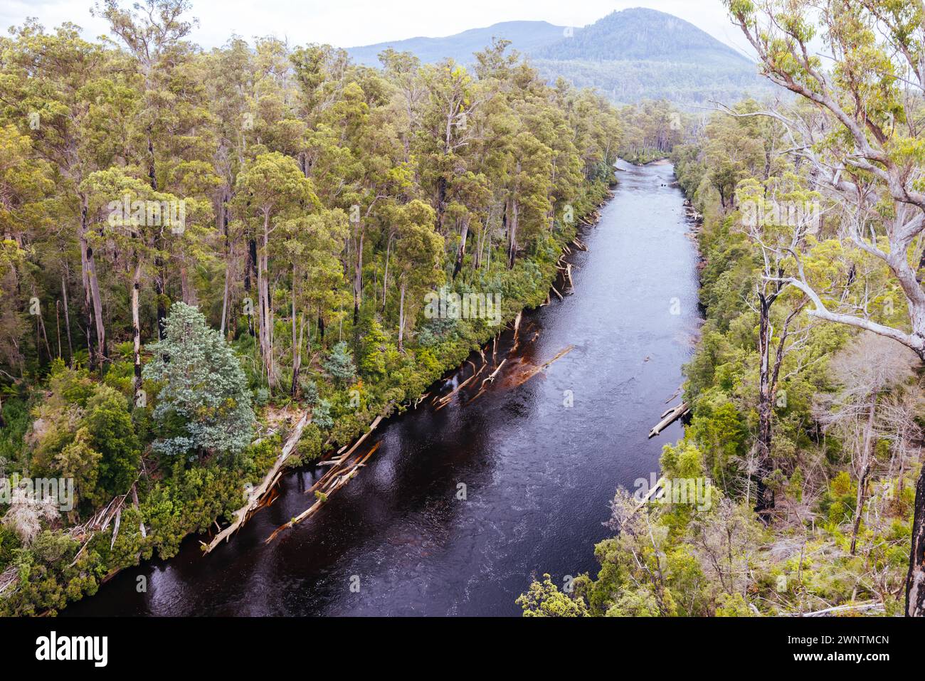 Tahune Airwalk landscape around the Huon River on a cloudy summer's day ...