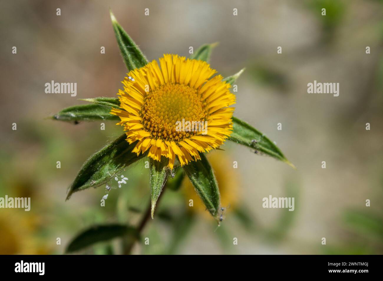 Spiny golden star pallenis spinosa hi-res stock photography and images ...