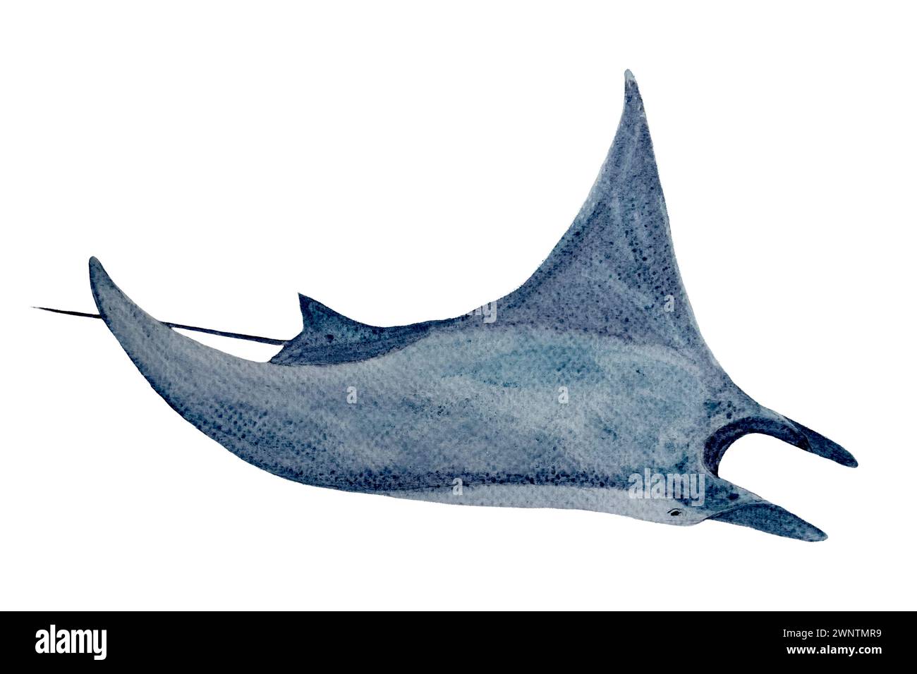 Watercolor hand-drawn manta ray isolated on white Stock Photo - Alamy