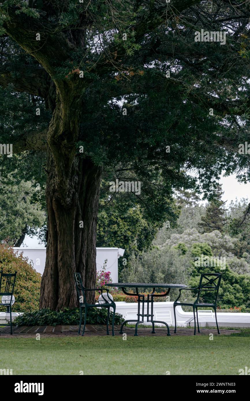 Lunch place under the branches of a large tree in courtyard, surrounded ...