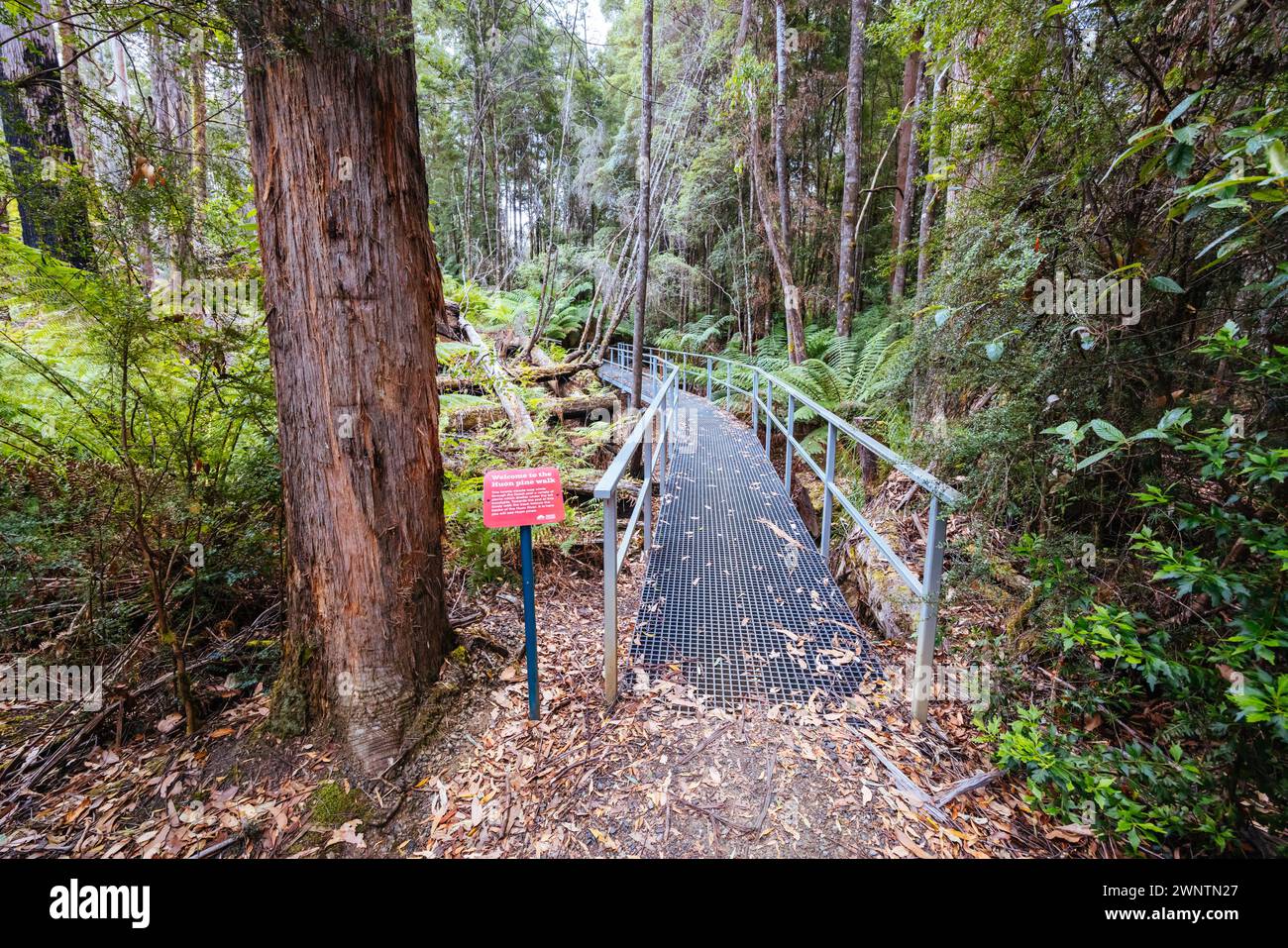 Tahune Airwalk landscape around the Huon River on a cloudy summer's day ...