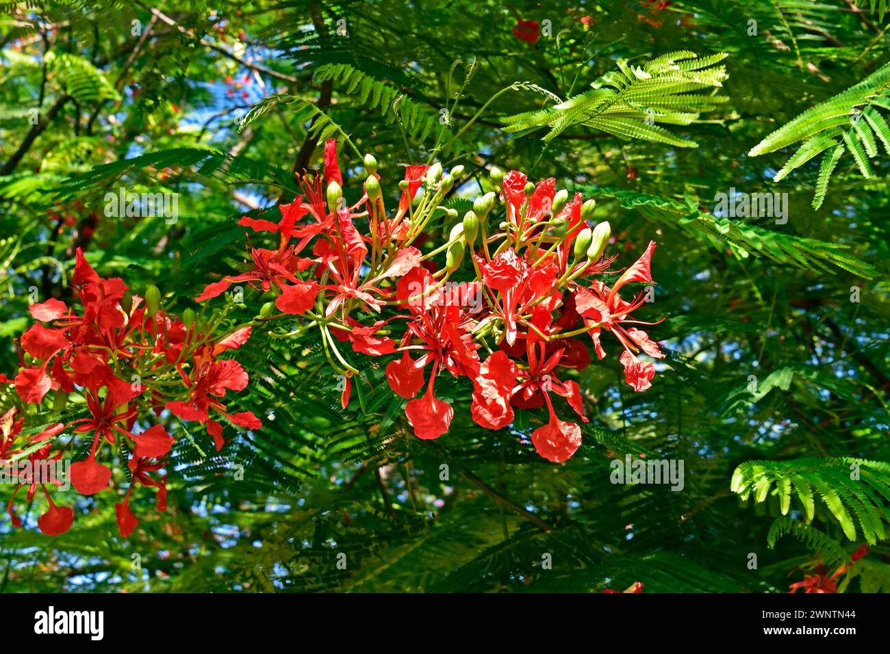 Royal poinciana, flamboyant or flame tree flowers (Delonix regia Stock ...