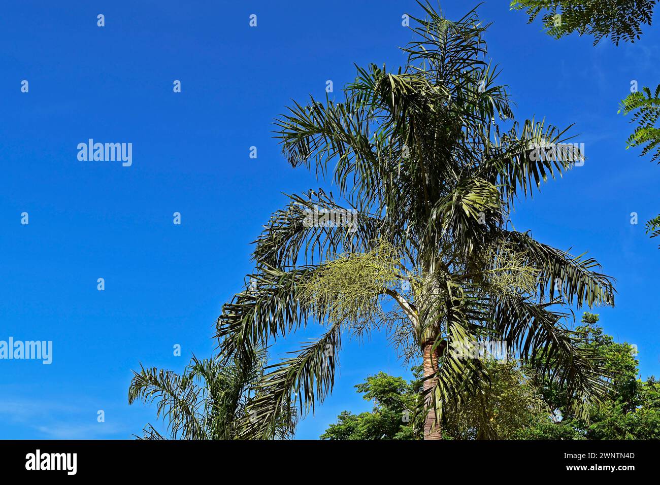 Palm tree branch palms trees hi-res stock photography and images - Alamy