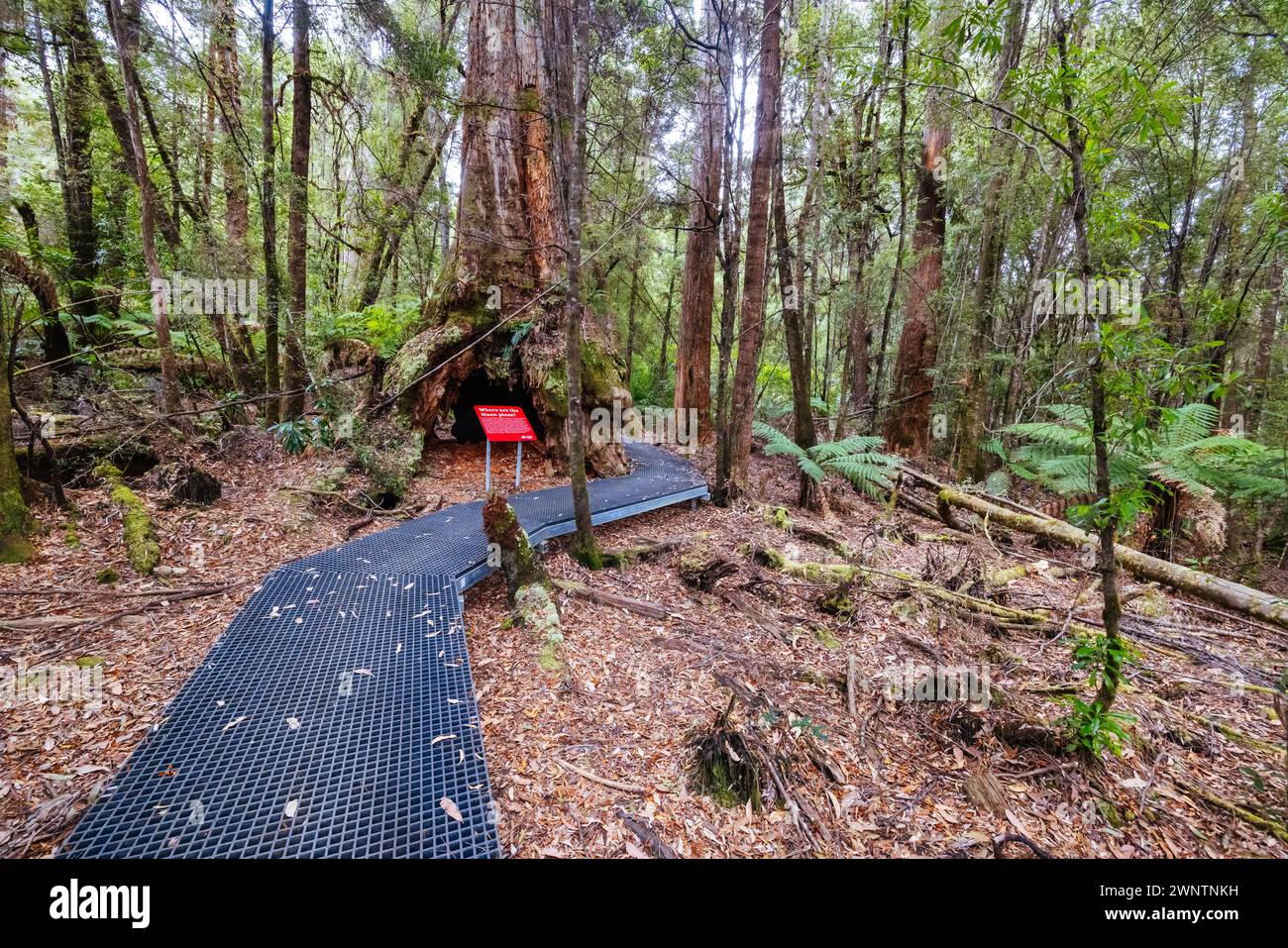 Tahune Airwalk landscape around the Huon River on a cloudy summer's day ...