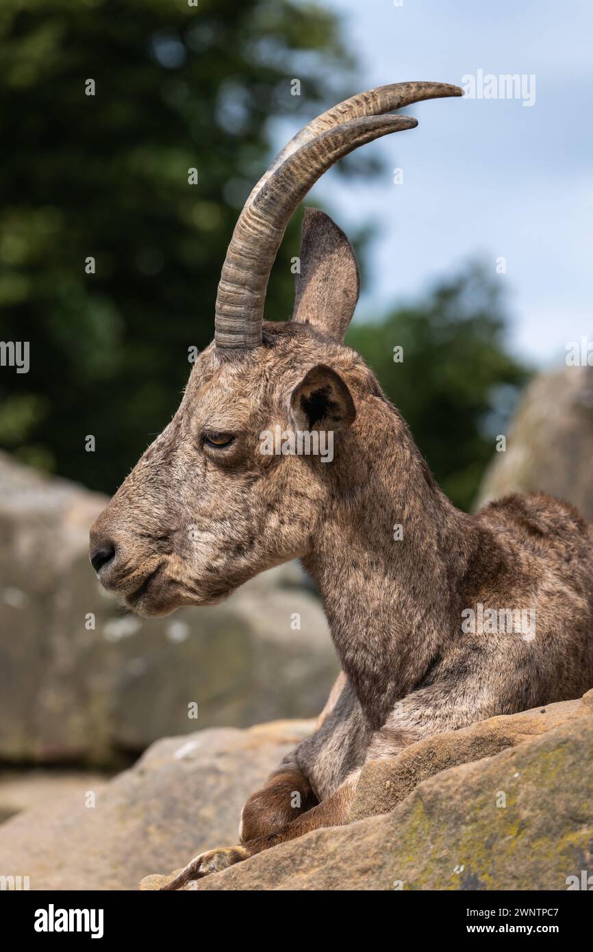 The Siberian ibex (Capra sibirica) portrait, animal in the family ...