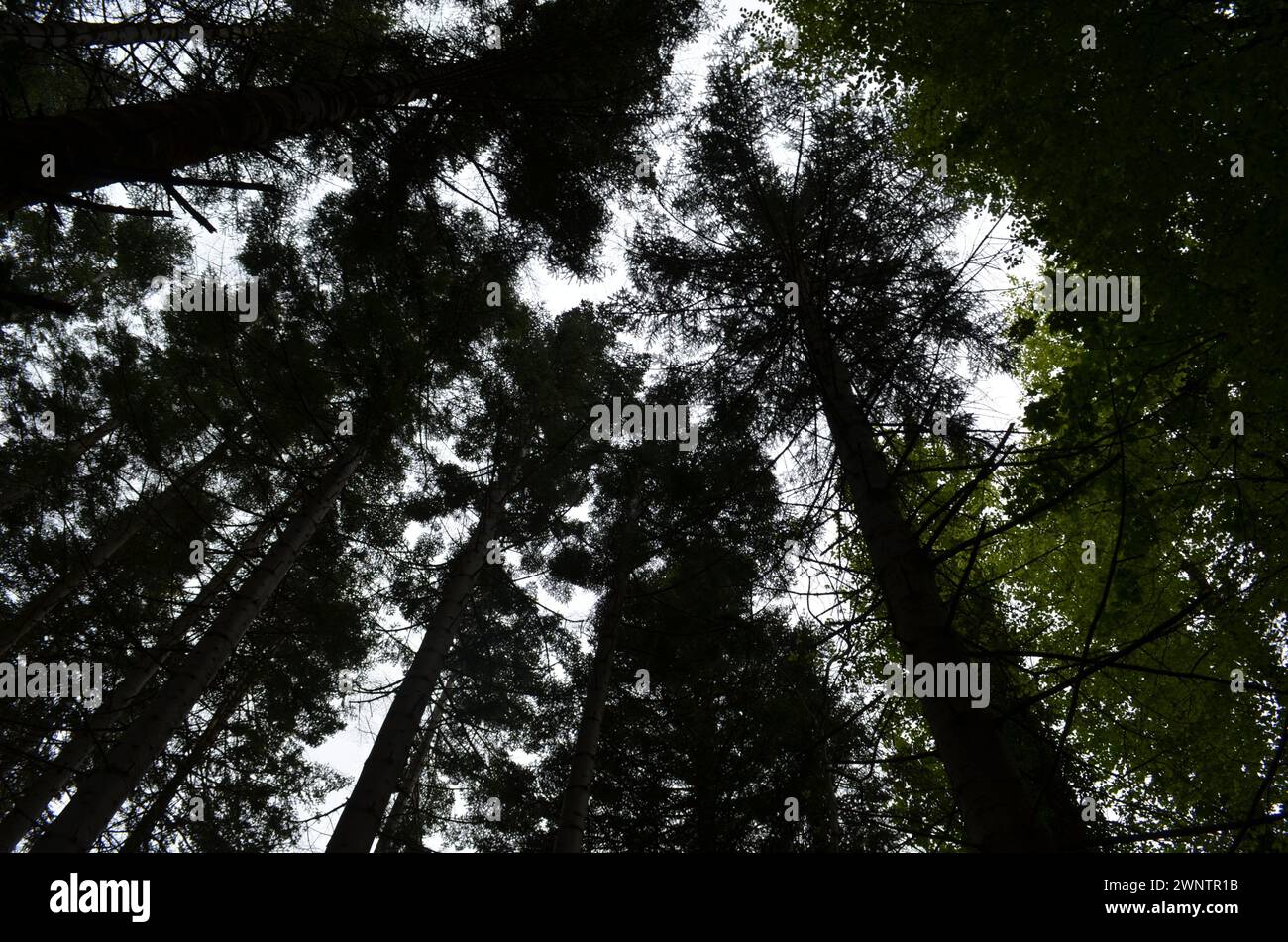 tall trees in a forest Stock Photo - Alamy