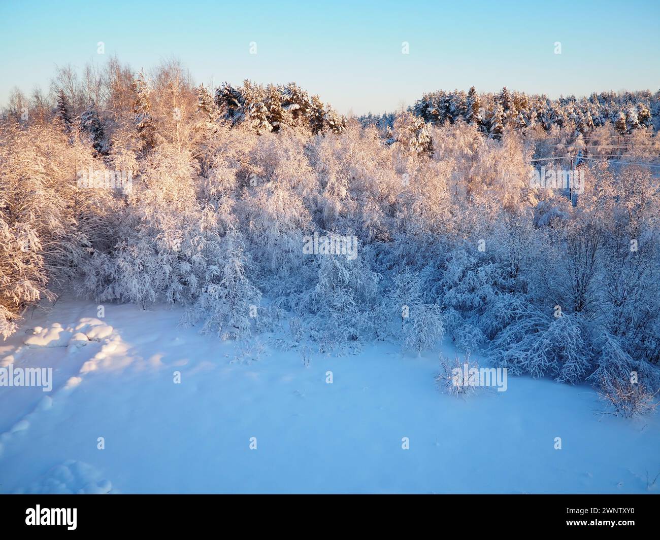 Mixed taiga forest in winter in clear frosty weather after heavy ...