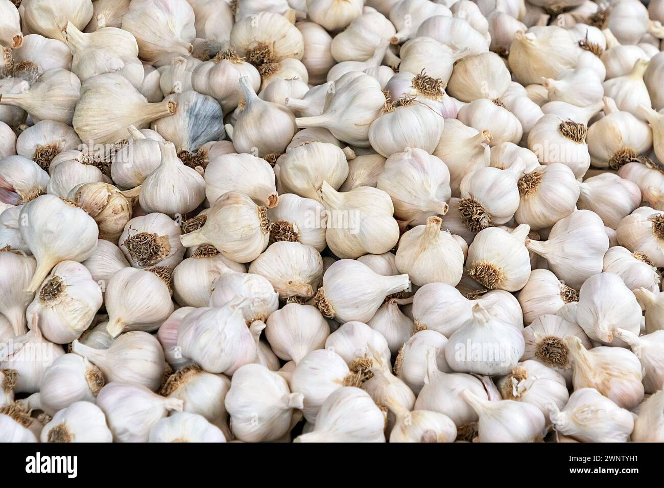Garlic pile hi-res stock photography and images - Alamy