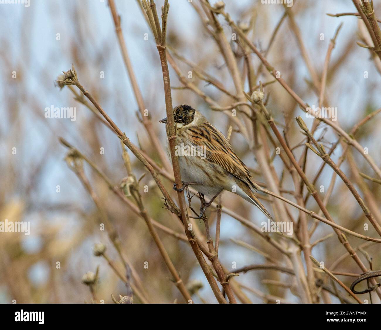 Stonechat birds british wildlife hi-res stock photography and images ...