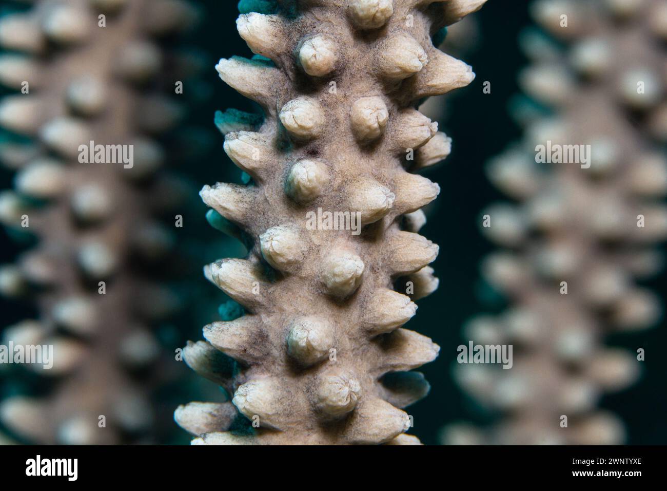 Underwater textures hi-res stock photography and images - Alamy