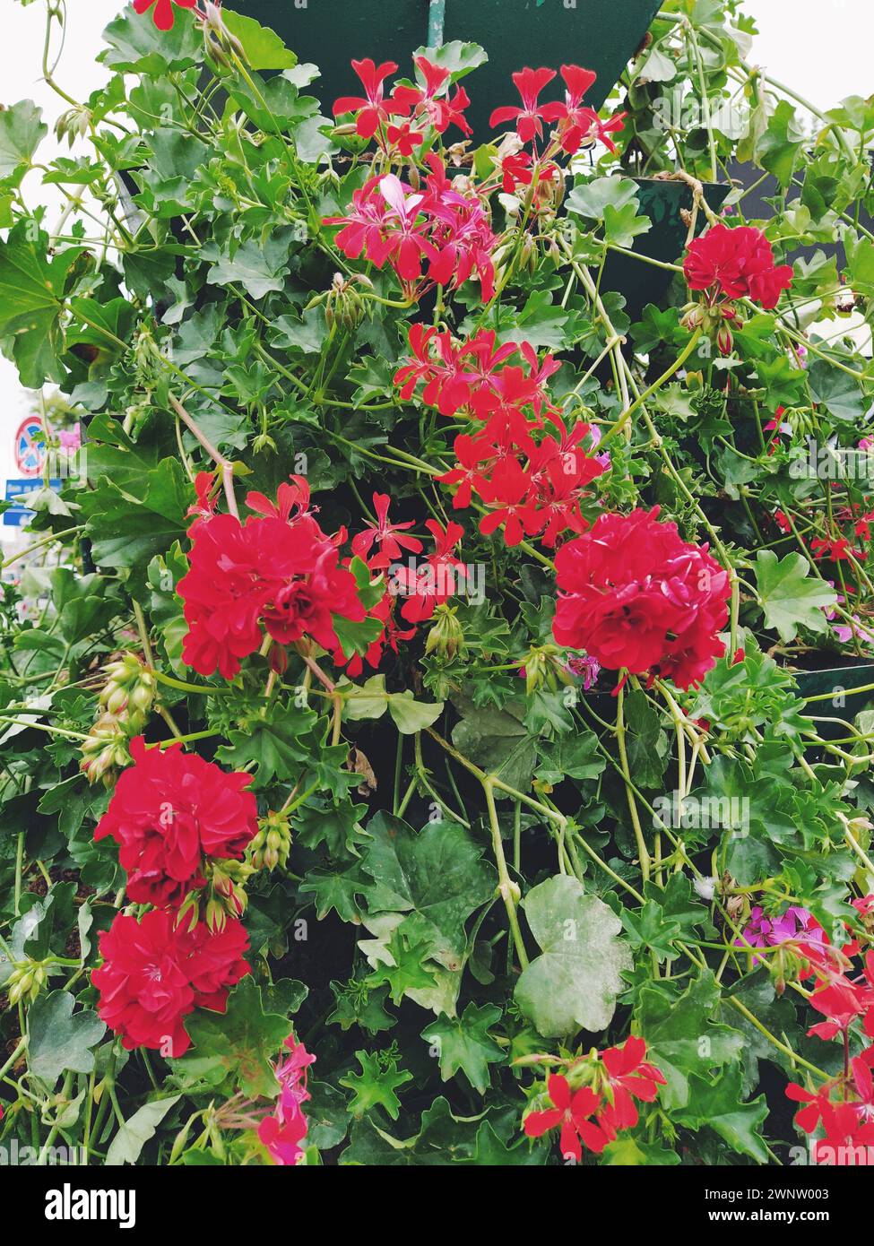 Blooming red and pink ivy geranium pelargonium in the vertical design ...
