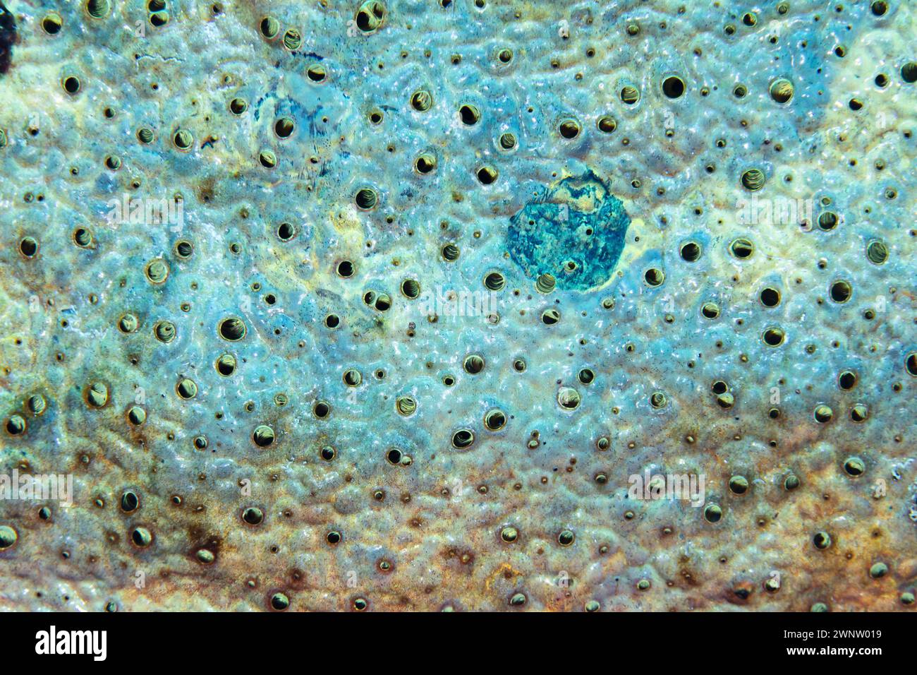 Underwater textures hi-res stock photography and images - Alamy